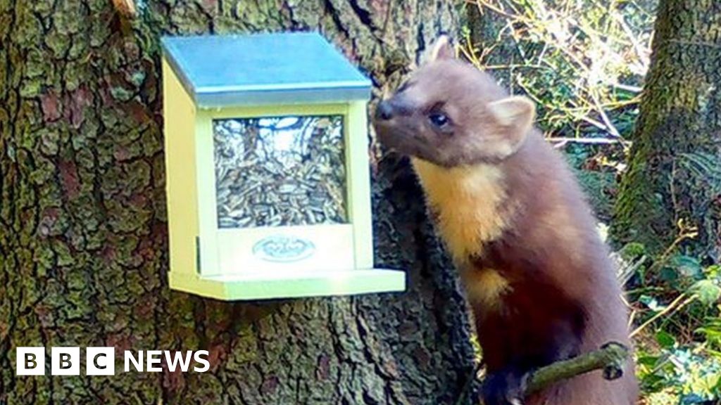Pine marten spotted on Anglesey after 30 years - BBC News