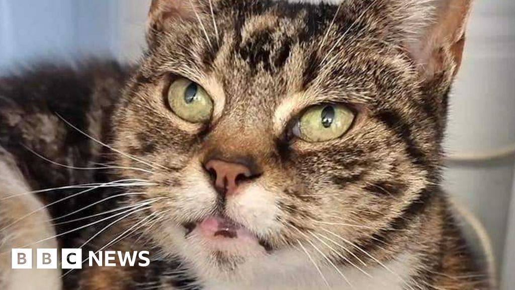 Volunteers distraught as rescue cat found decapitated - BBC News