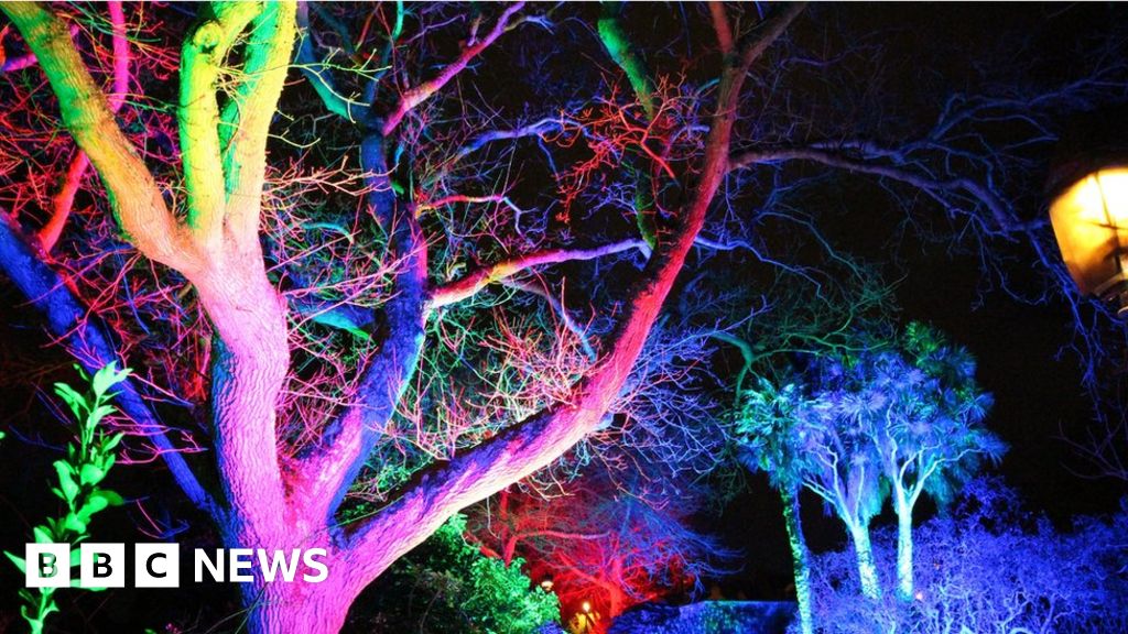 Event encourages people to see trees in new light - BBC News