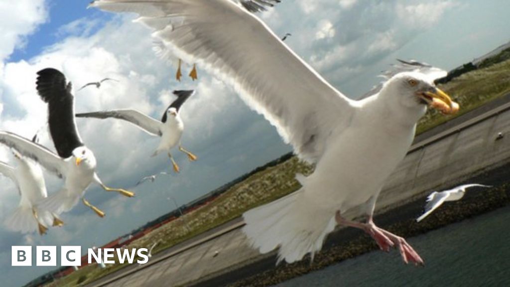 Are seagulls a pest or just misunderstood? - BBC News