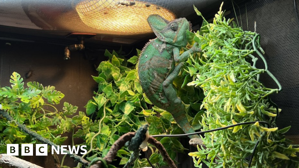 Congleton rescue centre sees rise in exotic pets being given up - BBC News
