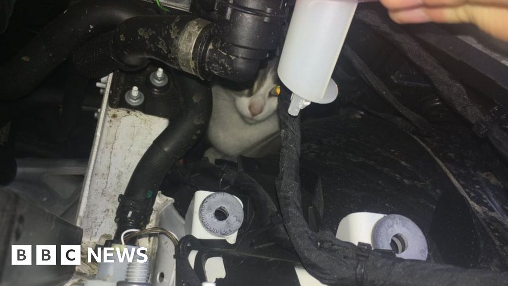 Cat rescued from car engine in Welwyn - BBC News
