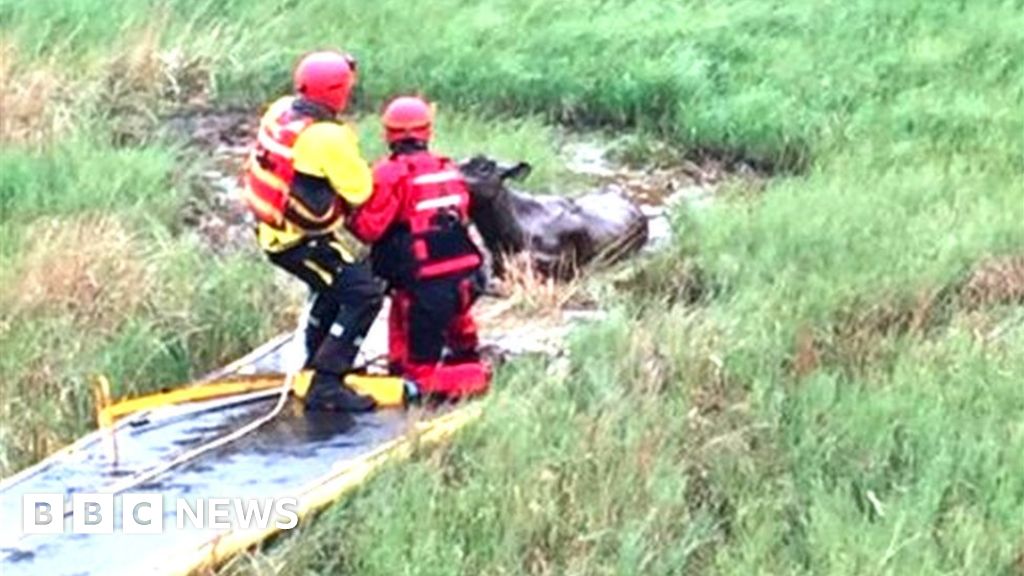 Firefighters rescue trapped cow from marshland in Maybole
