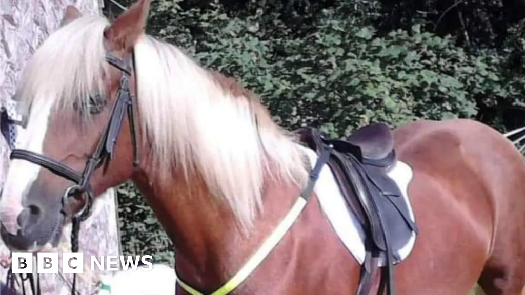 Owner issues firework warning after death of horse