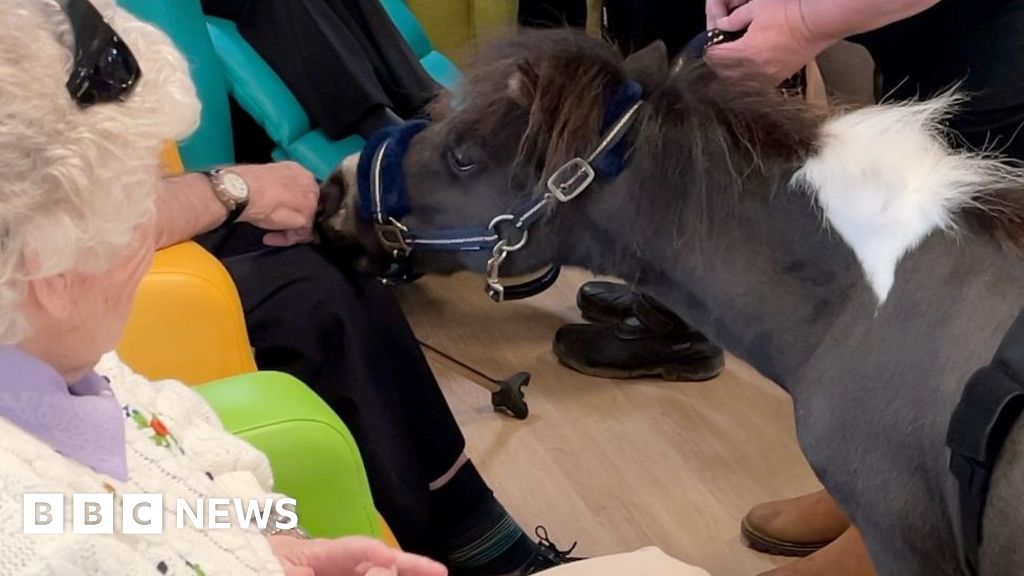 Miniature therapy ponies soothe Isle of Man hospice patients