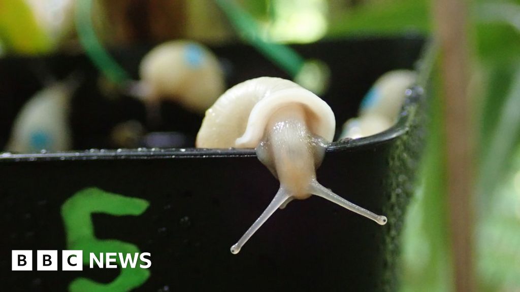 Whipsnade Zoo snails move to new Pacific island home - BBC News