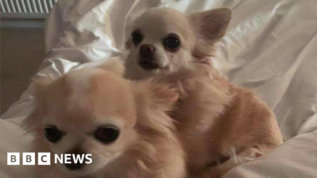Dog thefts: The woman who rescues stolen dogs - BBC News