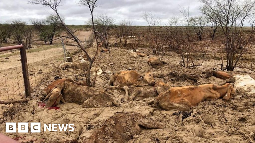 Australian farmers' long road after mass cattle deaths - BBC News