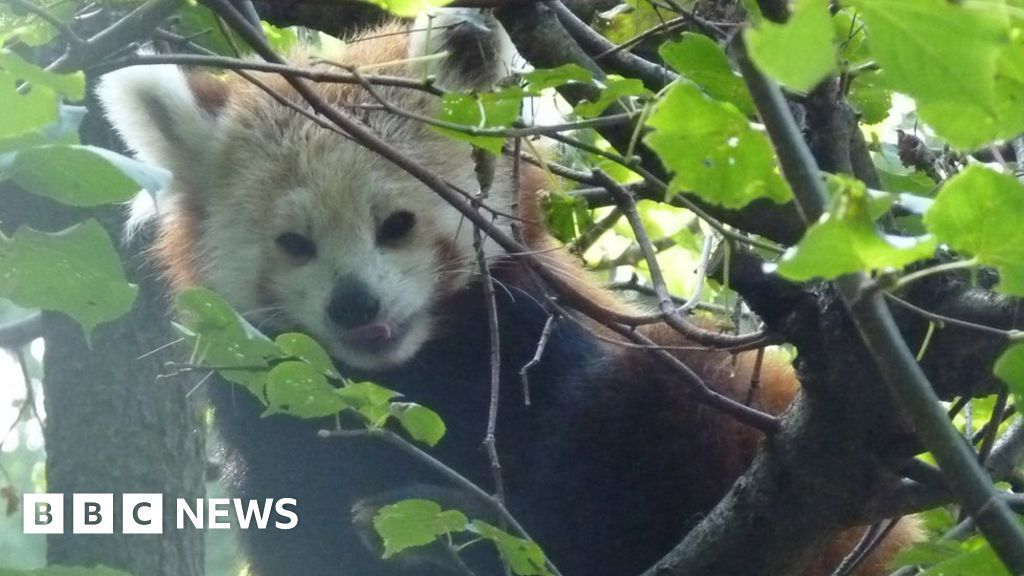 Red panda escapes from Isle of Man wildlife park - BBC News