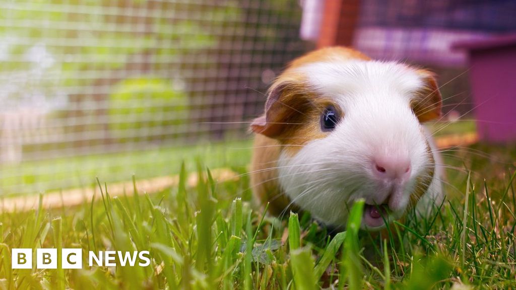 Barnsley Dearne Academy pupils' double win after guinea pig plea - BBC News