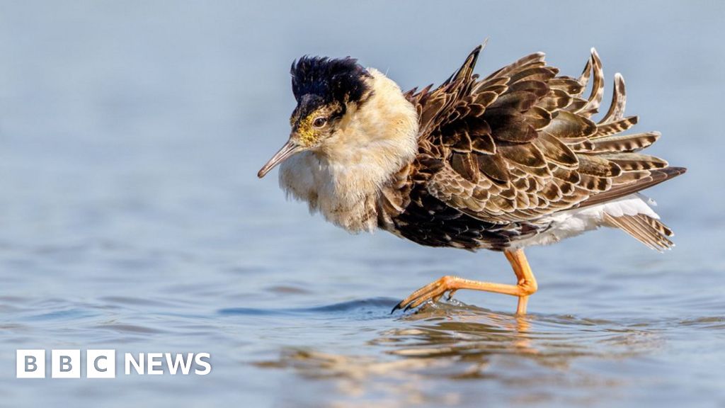 Rare bird migrating scheme for ruffs at Norfolk farm