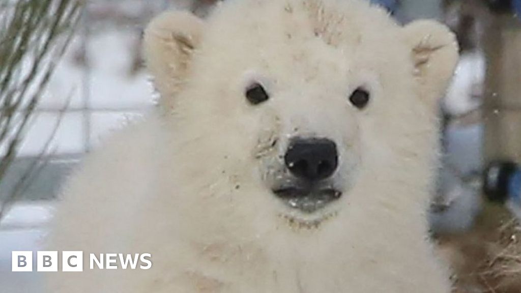 Snow bear: New cub enjoys wintry blast - BBC News