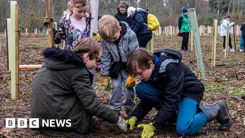 Westonbirt: Pupils help restore woodland hit by ash dieback - BBC News