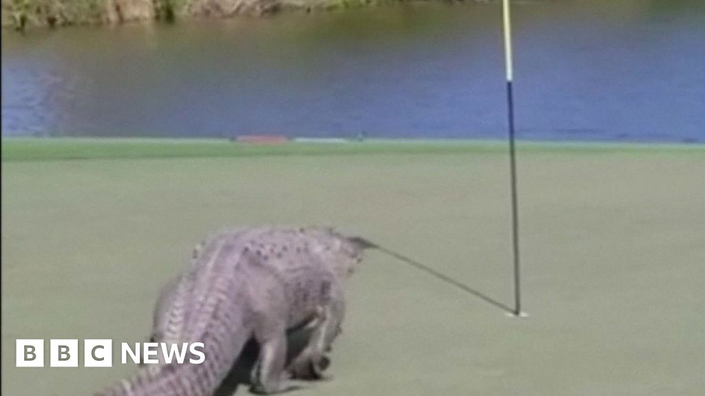 ICYMI: A giant alligator goes golfing - BBC News