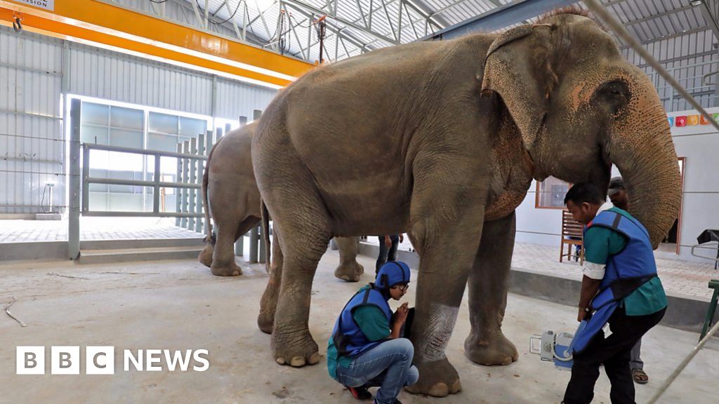 India's first elephant hospital opens - BBC News