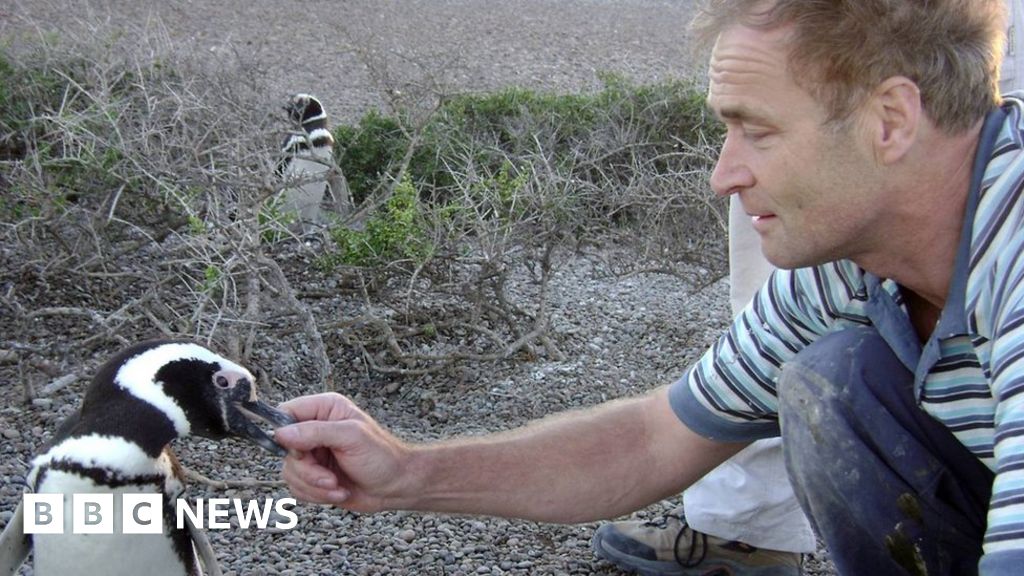 Filming with penguins 'a thrill' for Swansea professor - BBC News