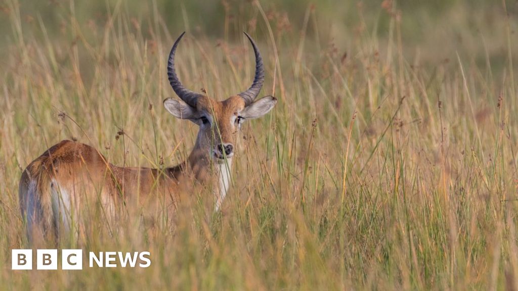 Borth Zoo: Escaped African antelope back in enclosures - BBC News