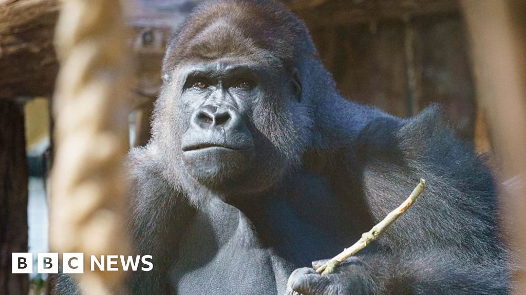 ZSL London Zoo: How to transport a 193kg gorilla overseas - BBC News