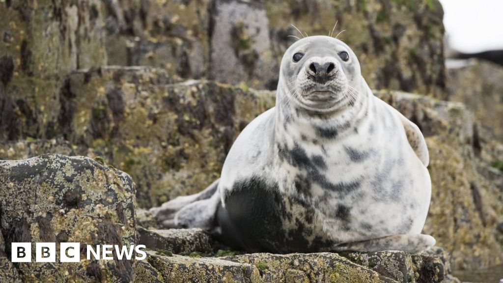 'Ignorant' runner accused of causing seal stampede