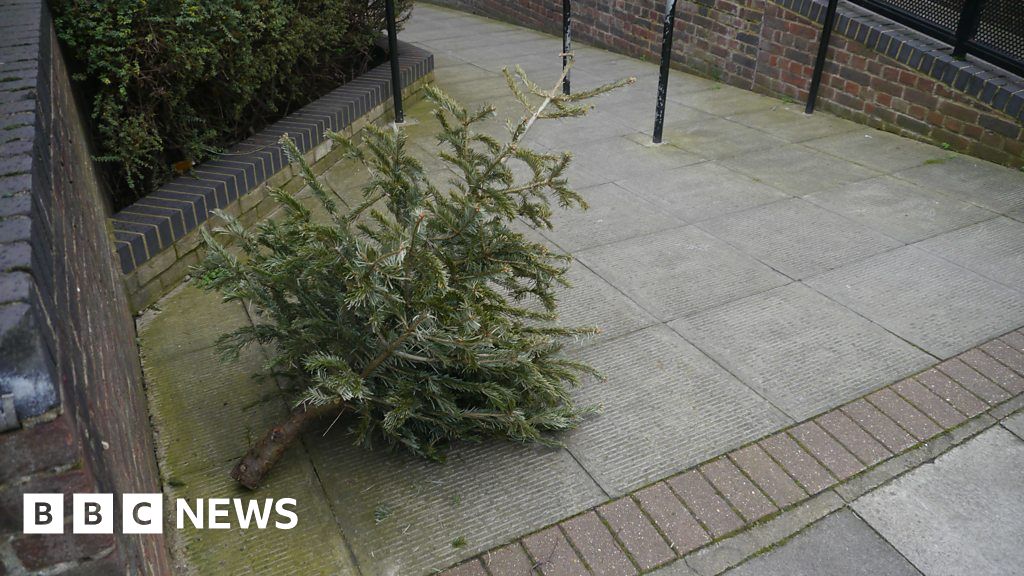 Pining for the fallen eight million Christmas trees? - BBC News