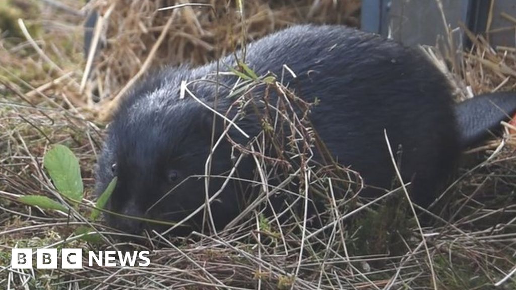 Beavers return to Nottinghamshire for first time in 400 years - BBC News