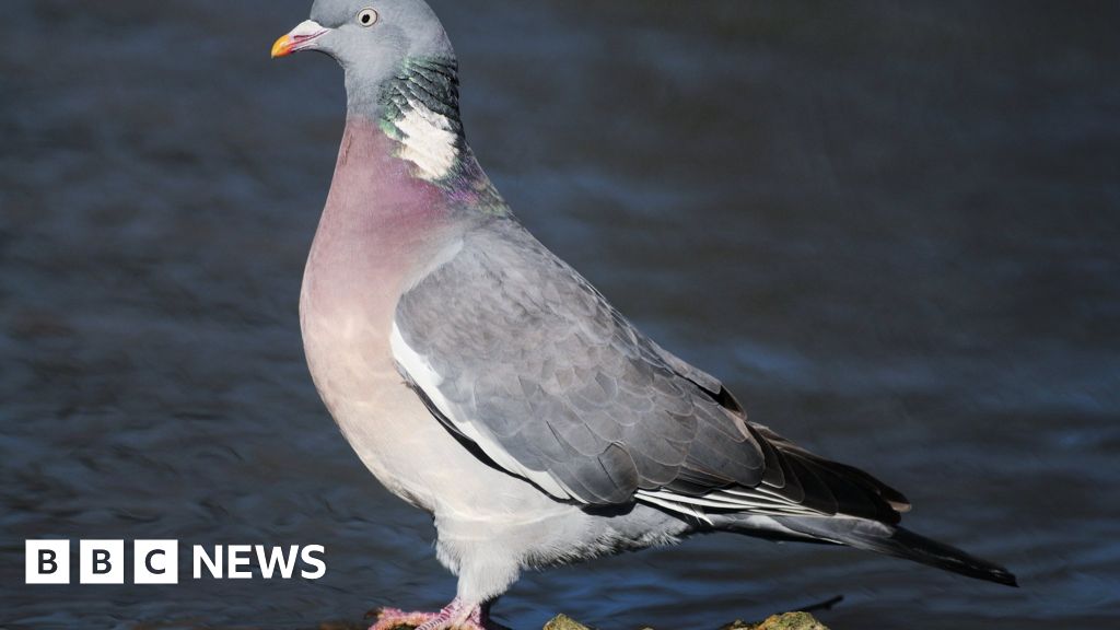 Pigeon interrupts Stormont committee meeting - BBC News