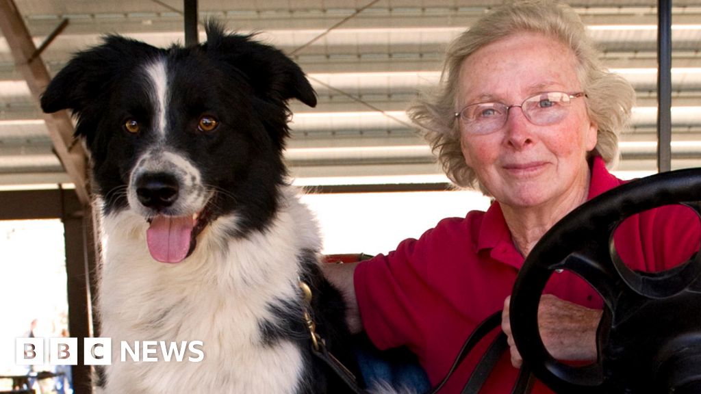 The rescued dogs that rescue people - BBC News