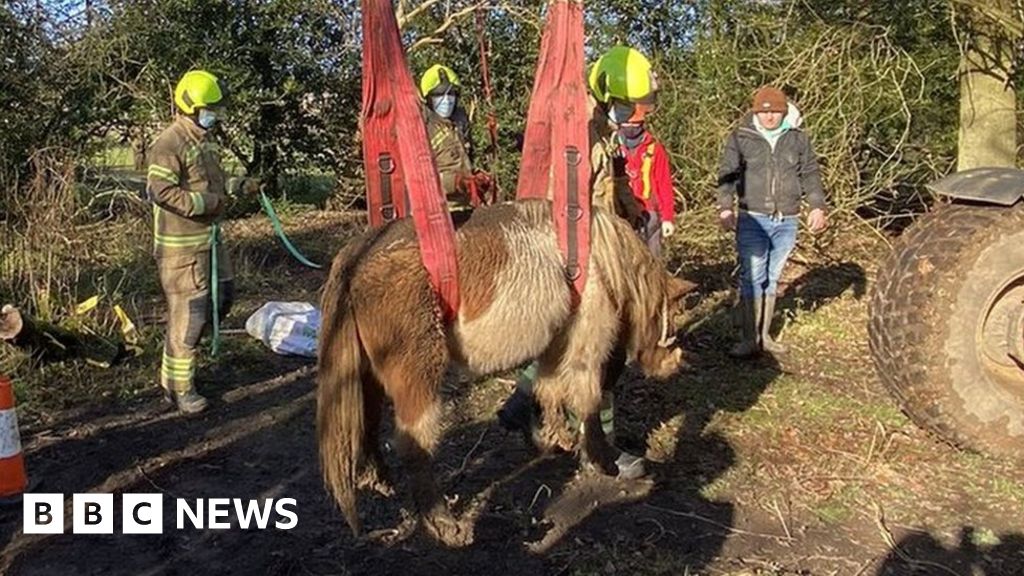 Hertfordshire firefighters rescue Shetland pony from 10ft sinkhole