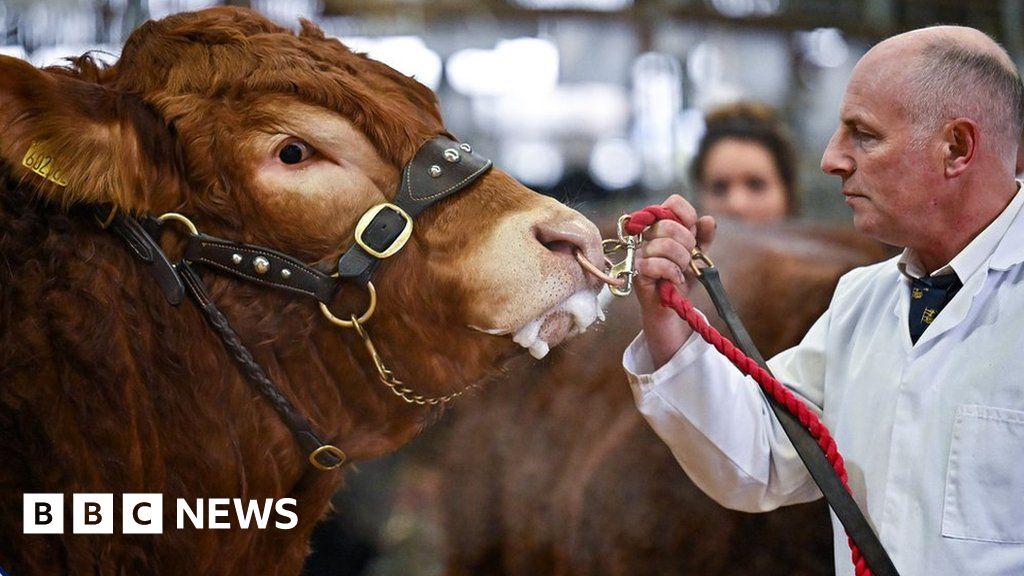 In pictures: Stirling Bull Sales - BBC News