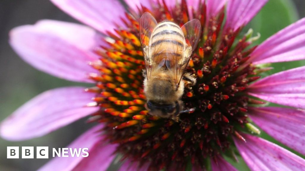 Honey bee apiary disease discovered in St Cyrus area - BBC News