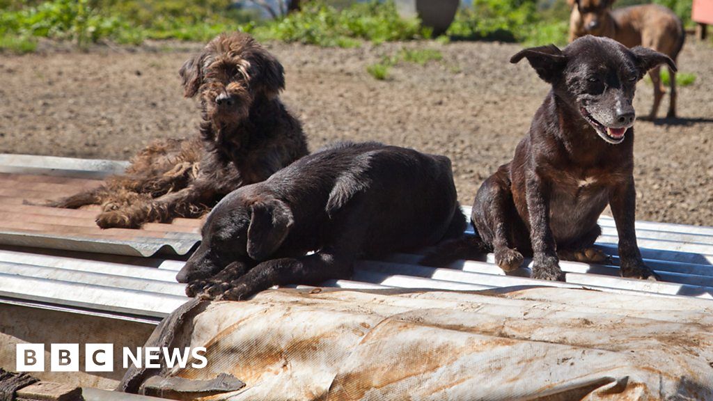 'Land of the Mutts': Where 600 dogs call home - BBC News