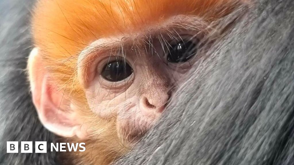 Whipsnade Zoo 'over the moon' at birth of endangered monkey - BBC News