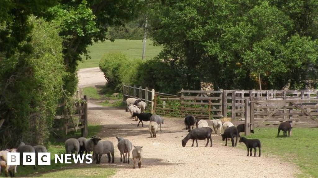 Winchester man held over New Forest sheep 'puncture attacks'