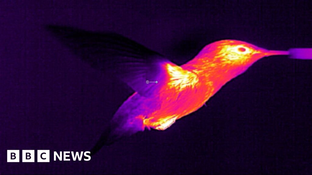 How hummingbirds avoid overheating - BBC News