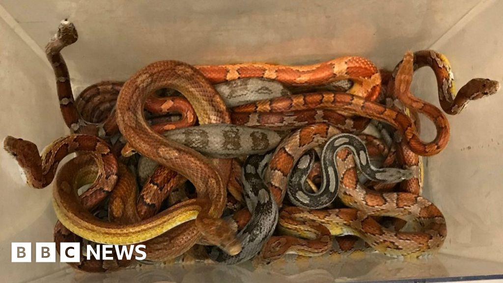 Box of snakes dumped outside Frome vets - BBC News
