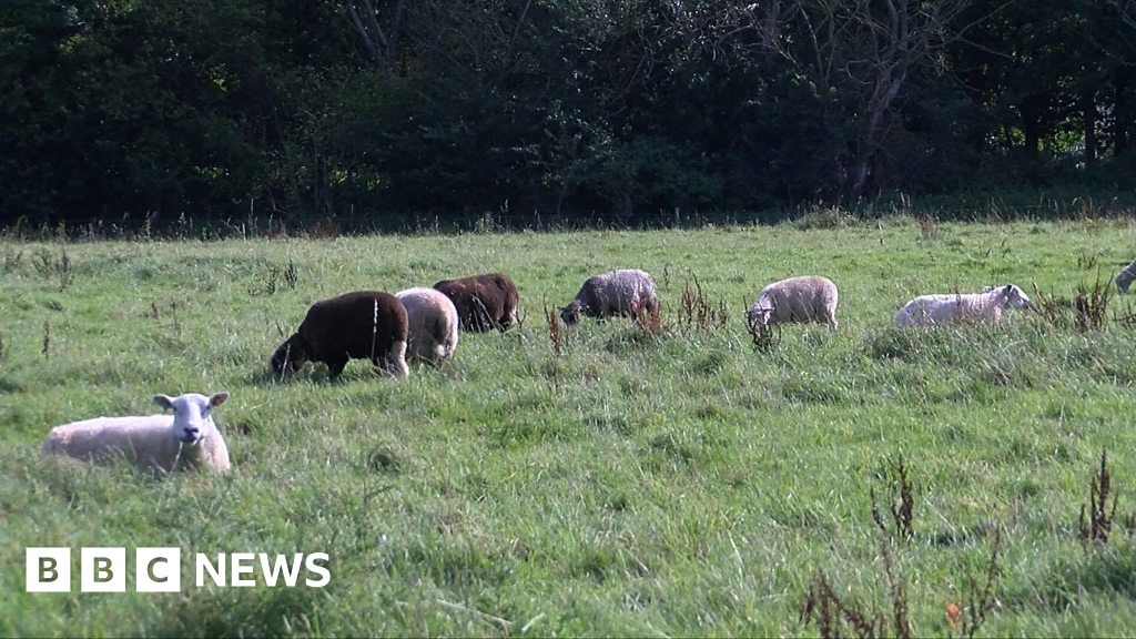 Suffolk sheep attacks: Farmer appeals for dogs to be kept on leads