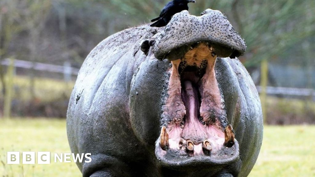 Longleat Safari Park's fan-favourite hippo Spot dies - BBC News