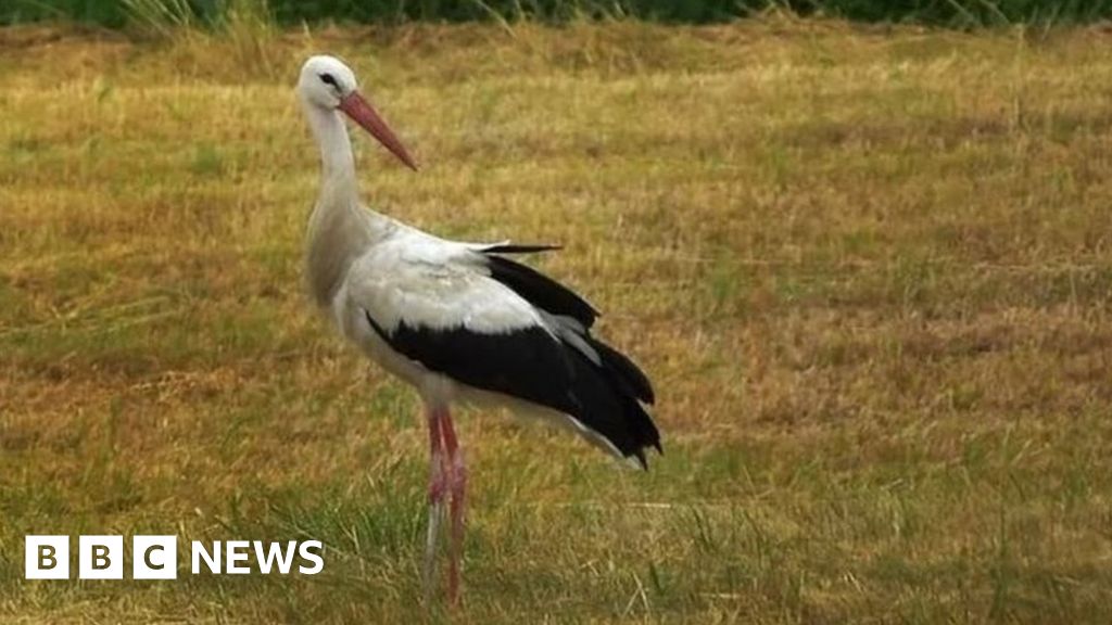 Towers to encourage storks to breed in Dorset - BBC News