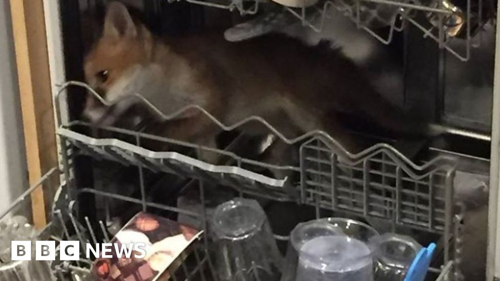 Fox cub climbs into dishwasher in London home - BBC News