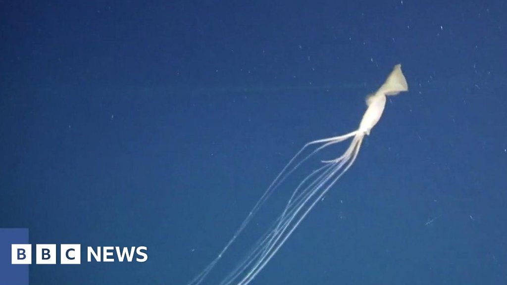 Bigfin squid spotted in Australia for first time - BBC News