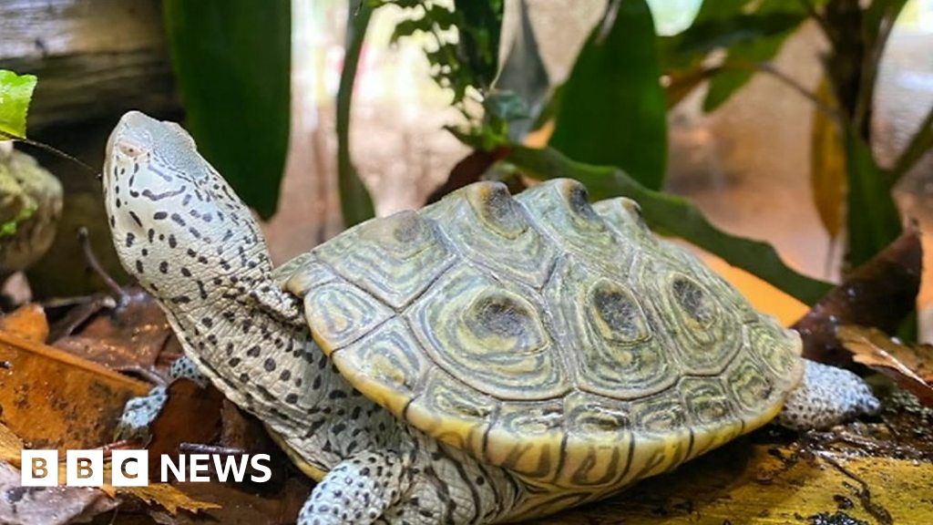 Rogue terrapin found at Lincolnshire wildlife sanctuary - BBC News
