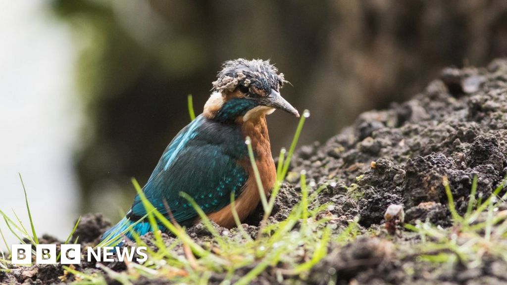 New nature plan aims to restore the East Yorkshire environment