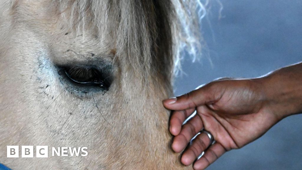 Case of horse disease strangles at charity's Norfolk farm