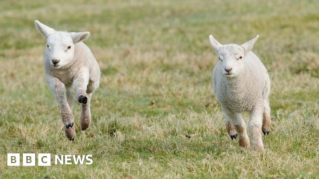Two decapitated lambs found on Dorchester farmland - BBC News