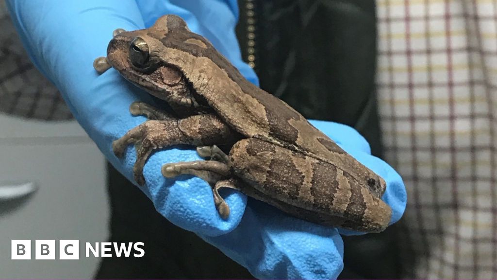 Costa Rica tree frog found in bananas at Nottingham Lidl - BBC News