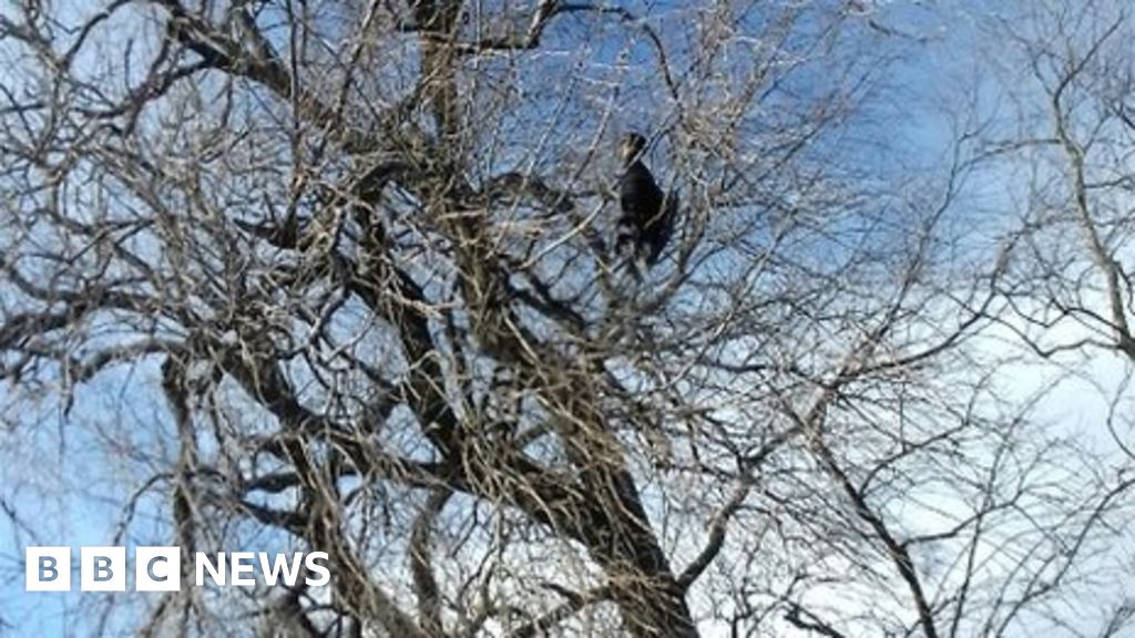 Bird found attached to tree by fishing hooks put down - BBC News