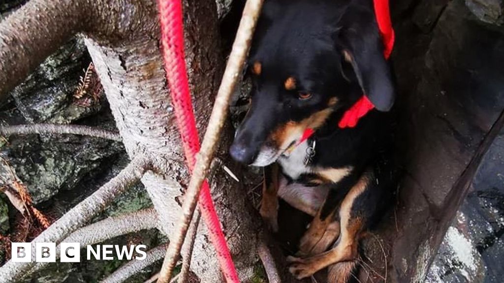 Dog rescued from 60m cliff face in Devon - BBC News