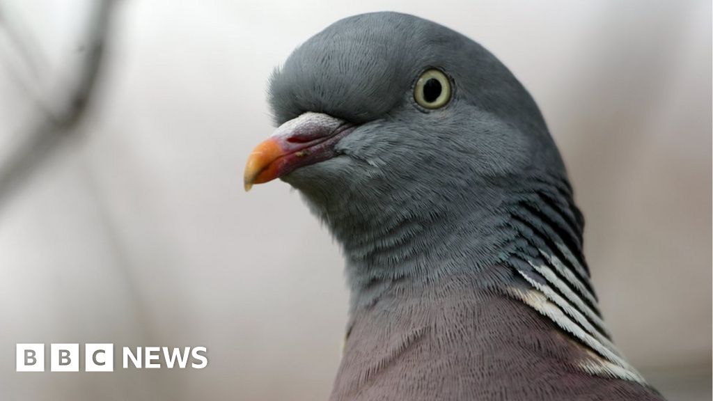 Pigeon poop unlucky for Cambridge University