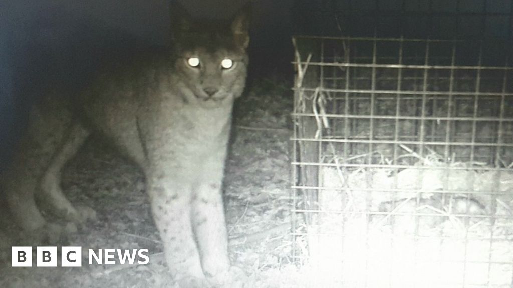 Escaped Borth lynx caught on camera next to bait cage