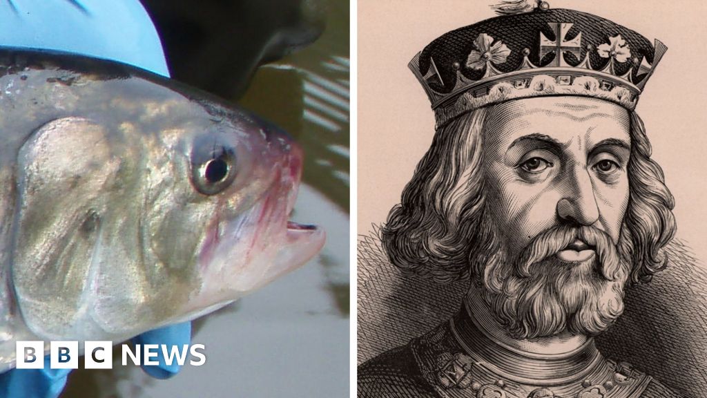 King's favourite fish to make comeback in River Severn project - BBC News